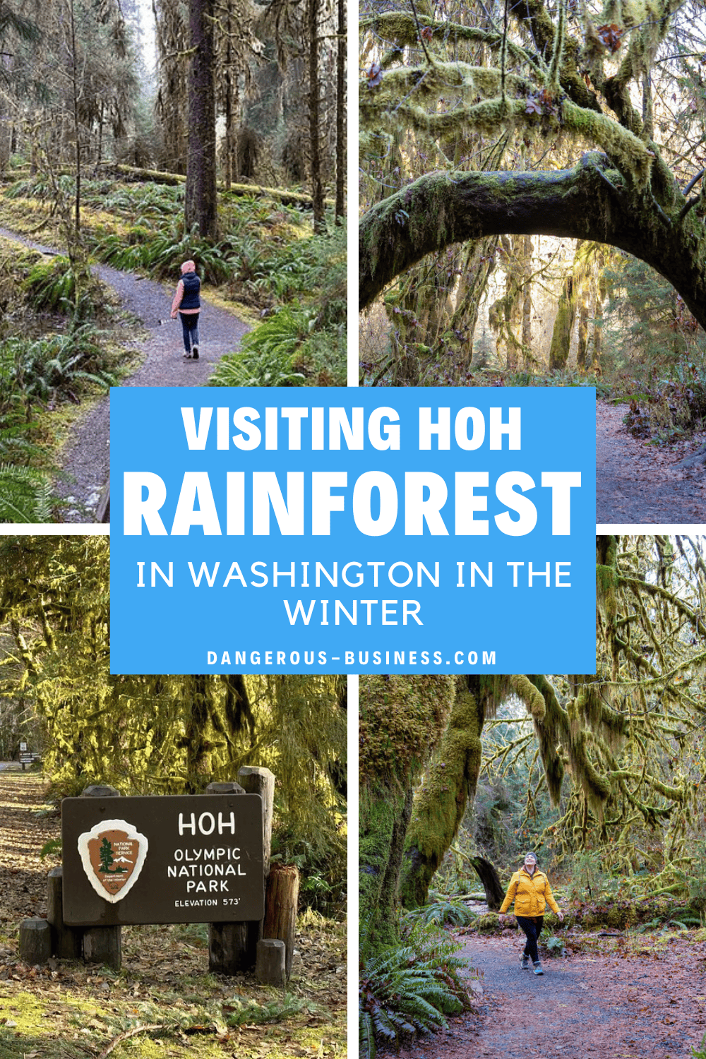 Visiting the Hoh Rainforest in Winter: Everything You Need to Know